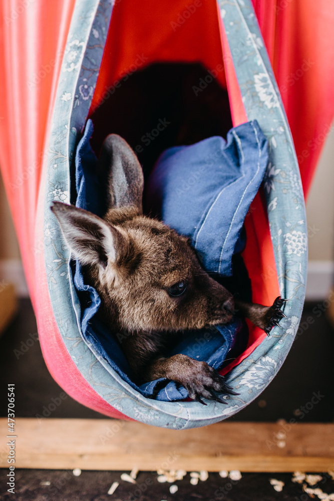 Baby Wombat Stock Photo | Adobe Stock