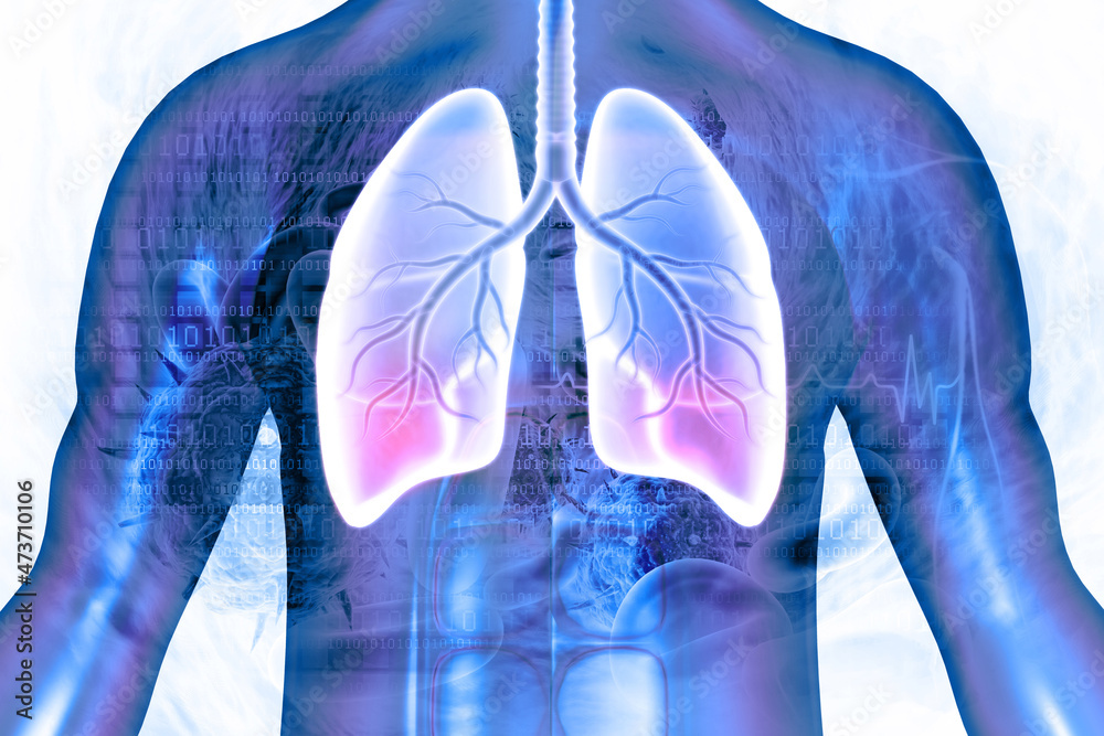 Human Respiratory System Lungs Anatomy Stock Illustration | Adobe Stock