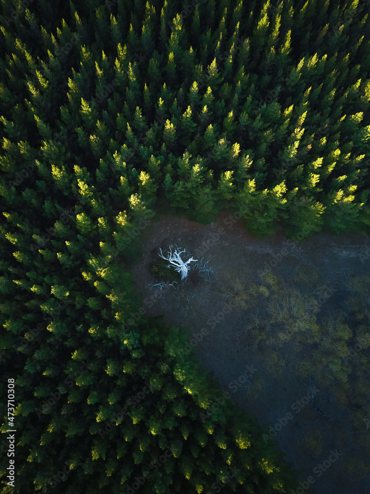 Biodiversity - Eucalyptus tree in plantation monoculture Stock Photo ...