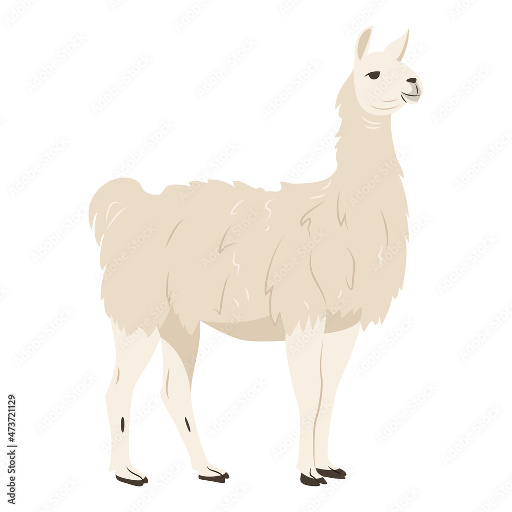 Adult lama exterior isolated over a white background. Adorable lama ...