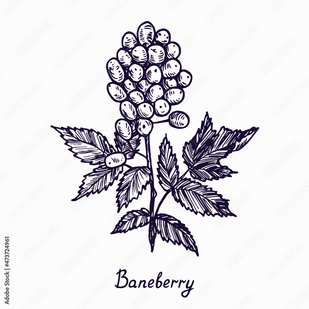 Baneberry (Actaea) branch with berries and leaves, outline simple ...
