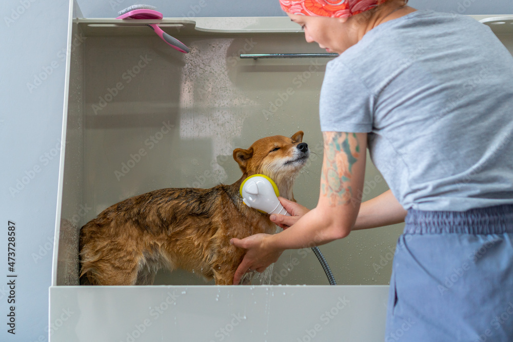 Professional dog shower Stock Photo | Adobe Stock