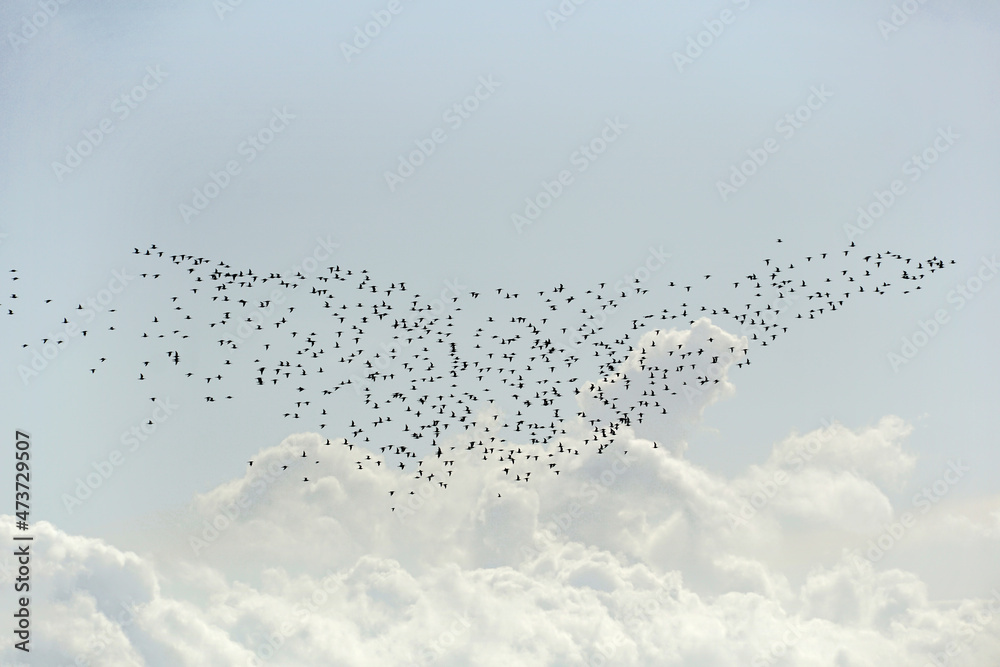 Flock of migratory birds Stock Photo | Adobe Stock