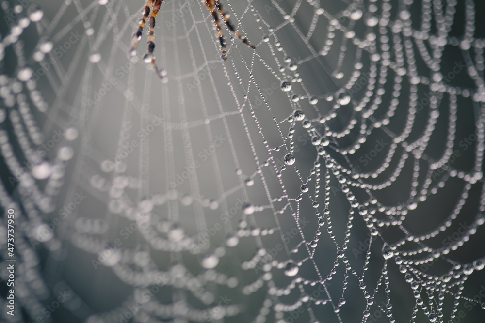 Spider legs Stock Photo | Adobe Stock