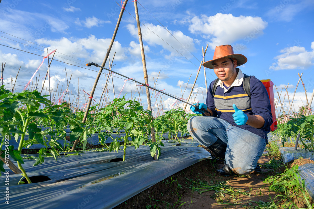 Asian farmers spraying herbicides Agriculture sprays pesticides on ...