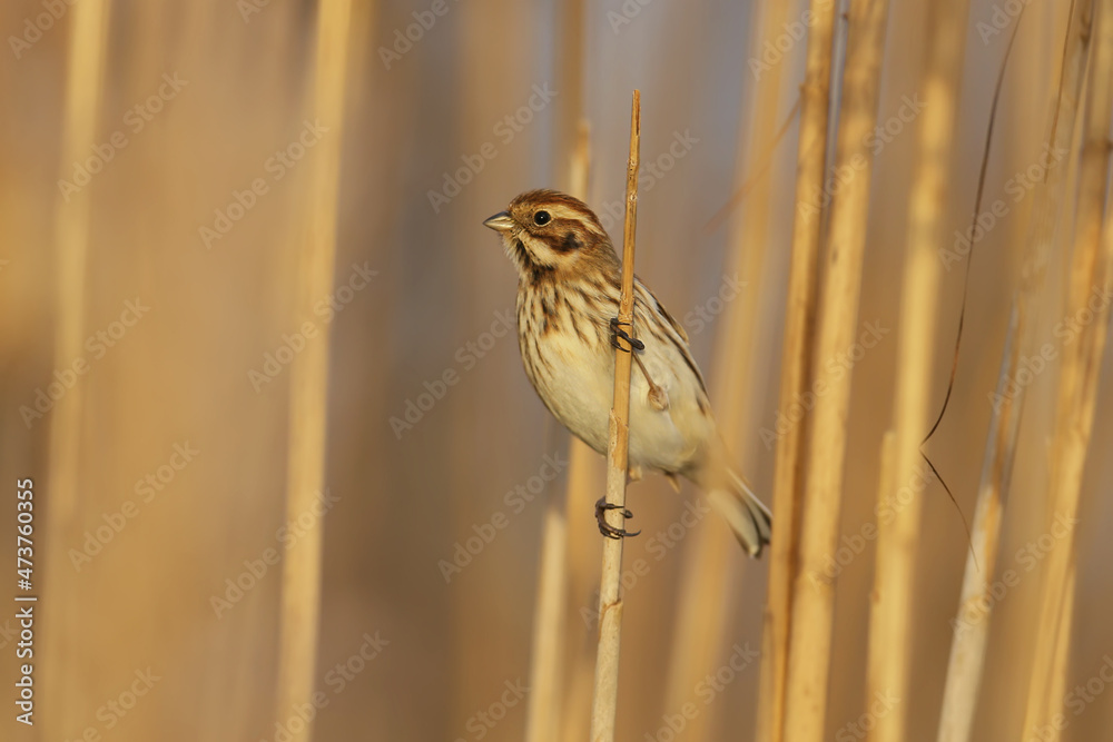 Females of common reed bunting (Emberiza schoeniclus) are photographed ...