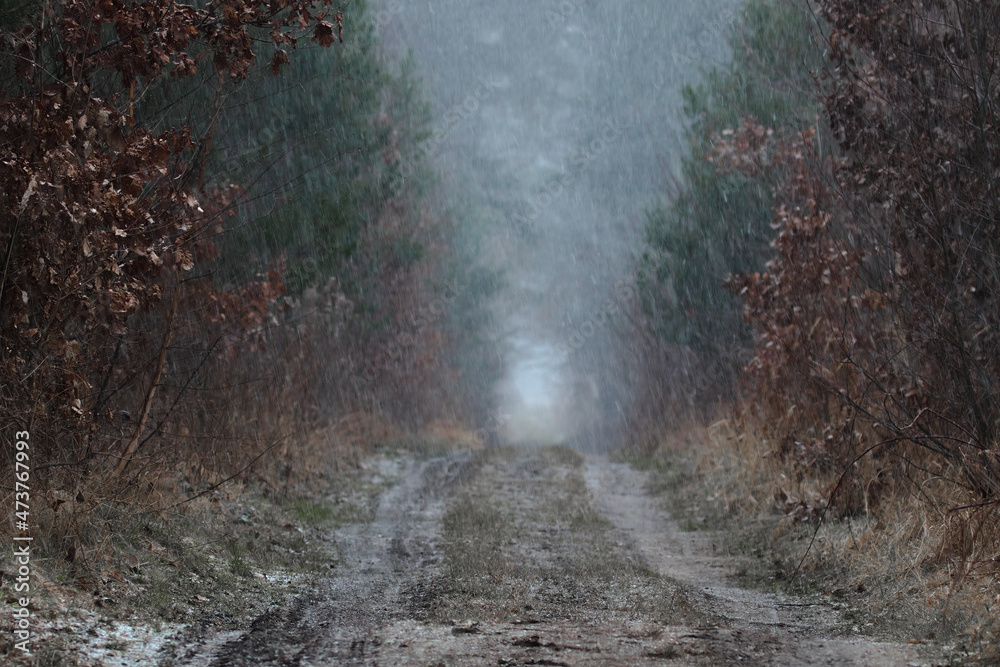 Forest path and falling rain, dark forest during rain, falling drops ...