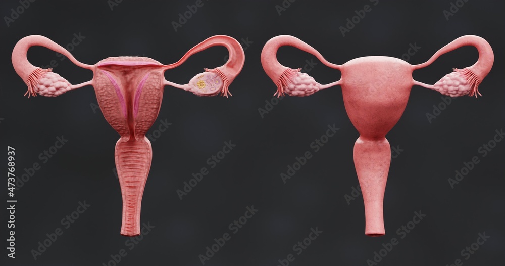 Realistic 3d Render Of Female Reproductive System Stock Illustration Adobe Stock