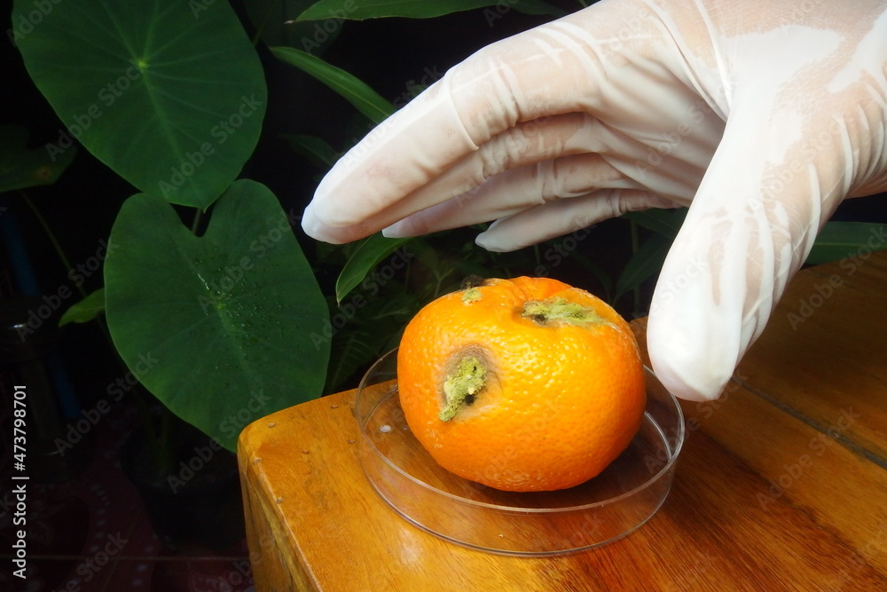 A man picks up an orange severely damaged by Aspergillus sp. disease ...