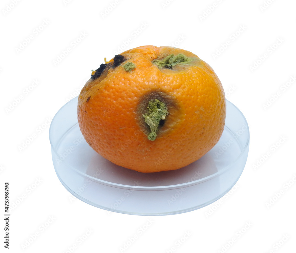 orange are severely damaged by Aspergillus sp. and Rhizopus sp. disease ...