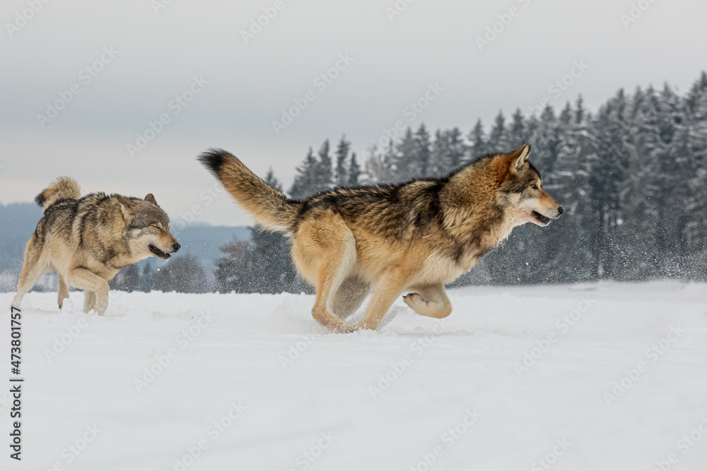 Gray Wolves Running