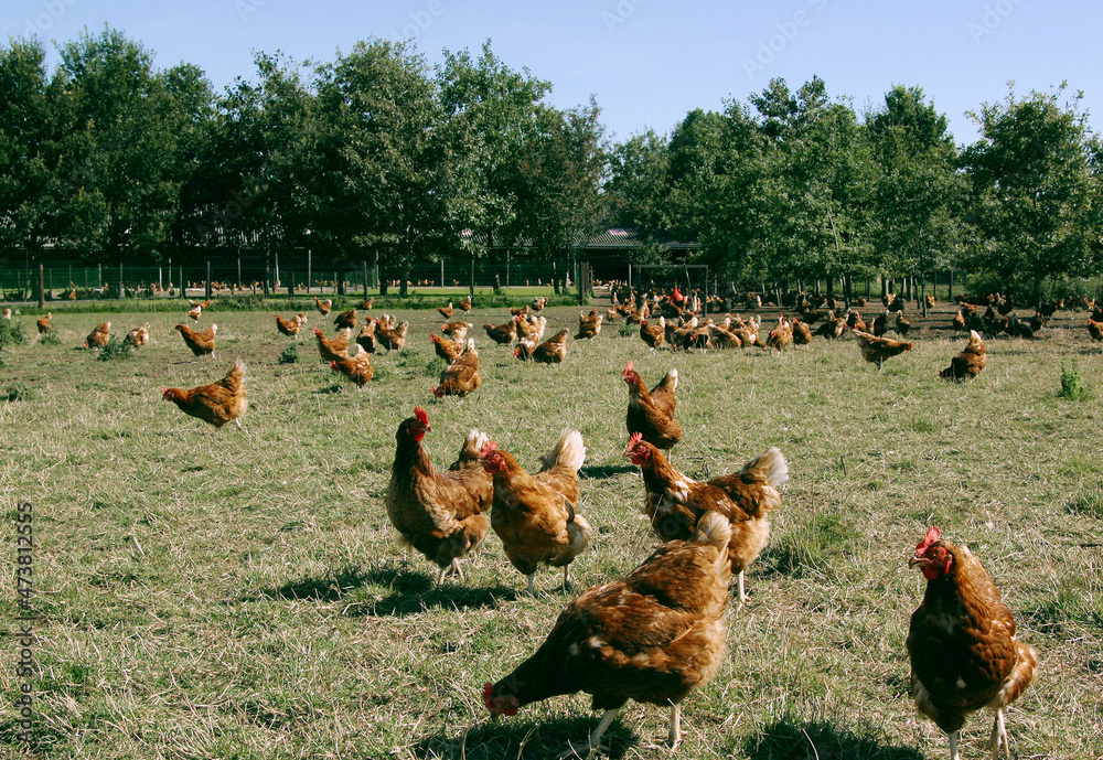 Free Range Farm Animals
