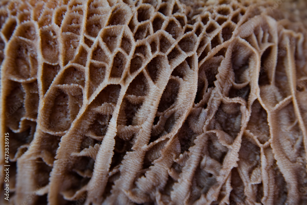 beef stomach for menudo 2 Stock Photo | Adobe Stock