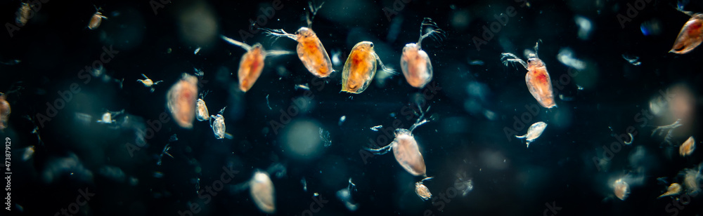 Water Fleas In Aquarium