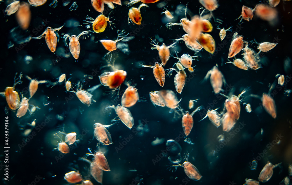 Water Fleas In Aquarium
