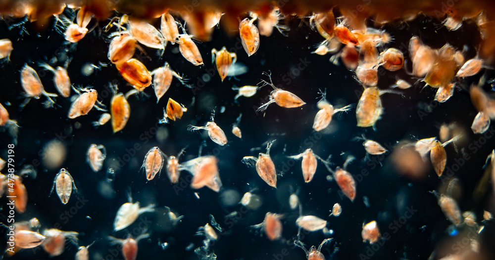 Water Fleas In Aquarium