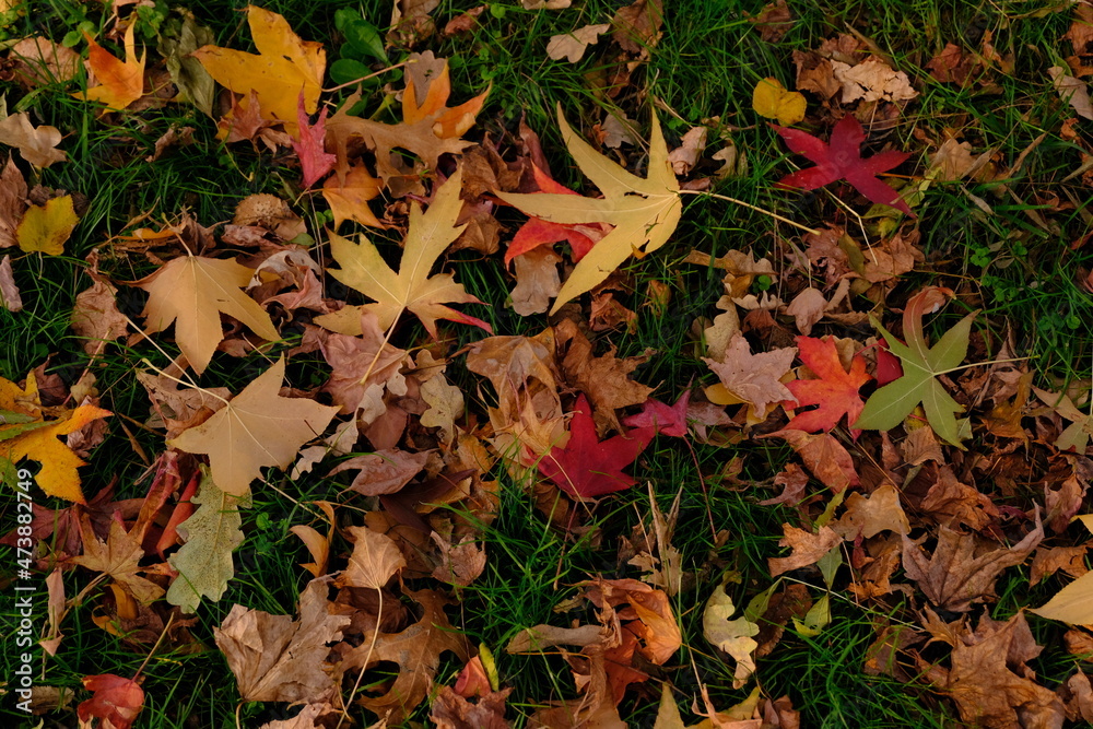 Different Colors And Types Of Leaves On the Ground Grass Covered With ...