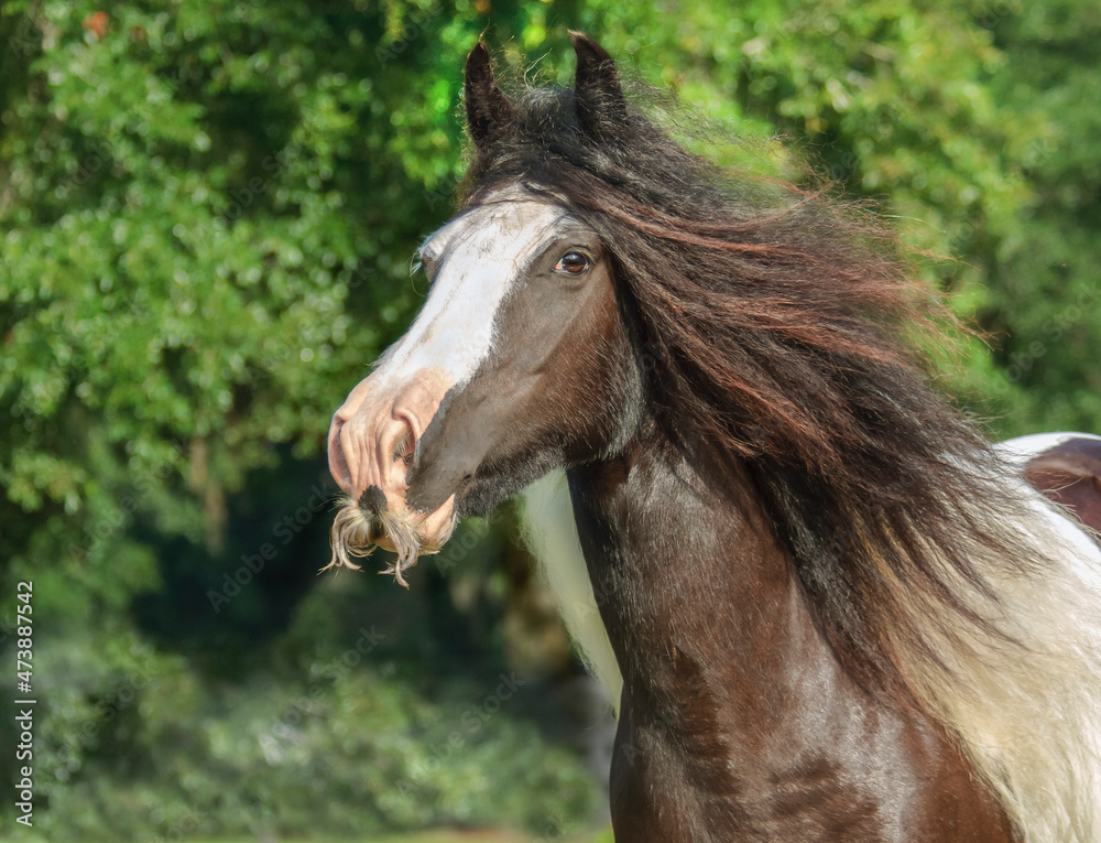 Foto de Gypsy Vanner Horse mare head with nice mustache do Stock ...