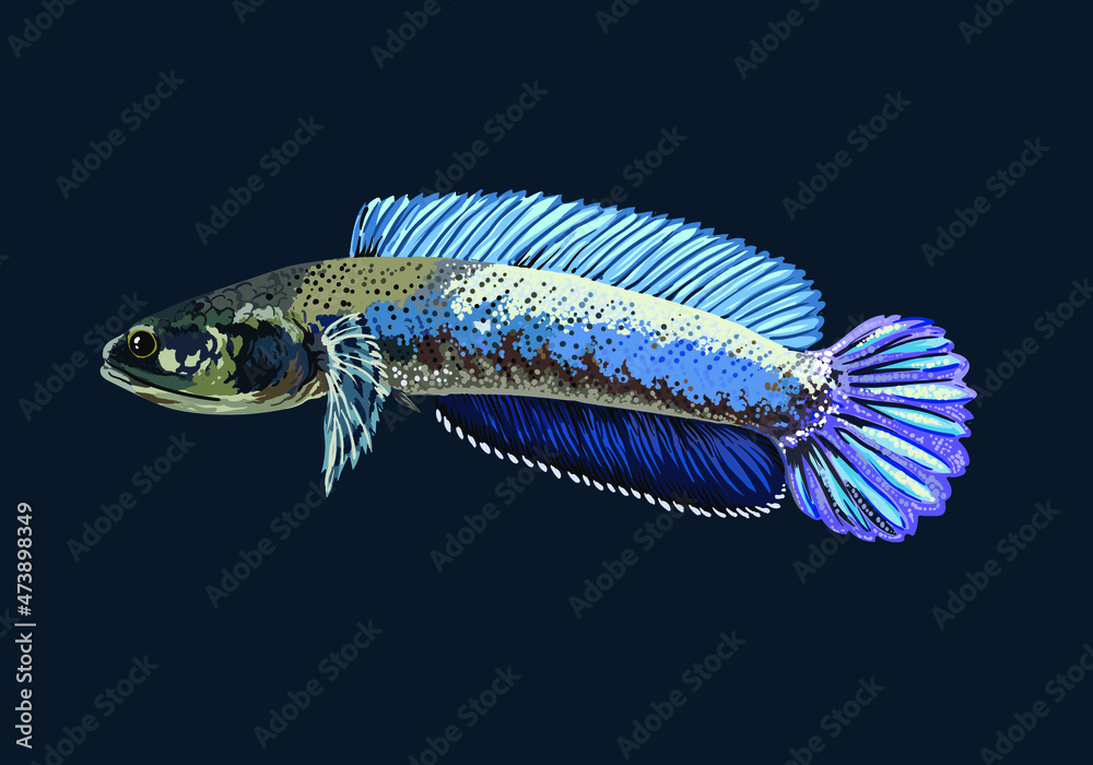 Blue white pulcra, dwarf snake head, peacock snakehead, exotic fish ...
