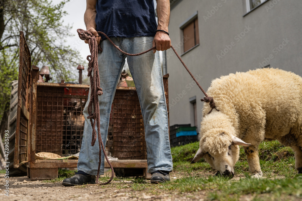 Men On Sheep Farm