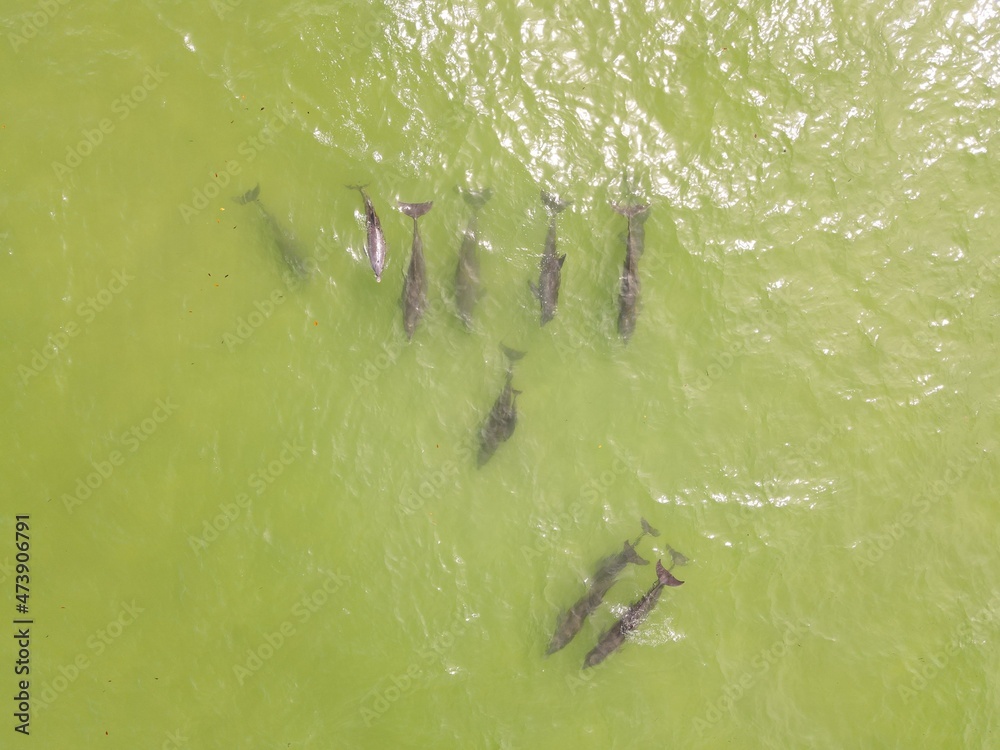 dolphin pod Stock Photo | Adobe Stock