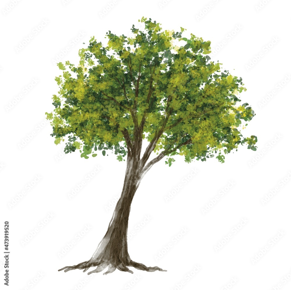 watercolor green tree side view isolated on white background for ...