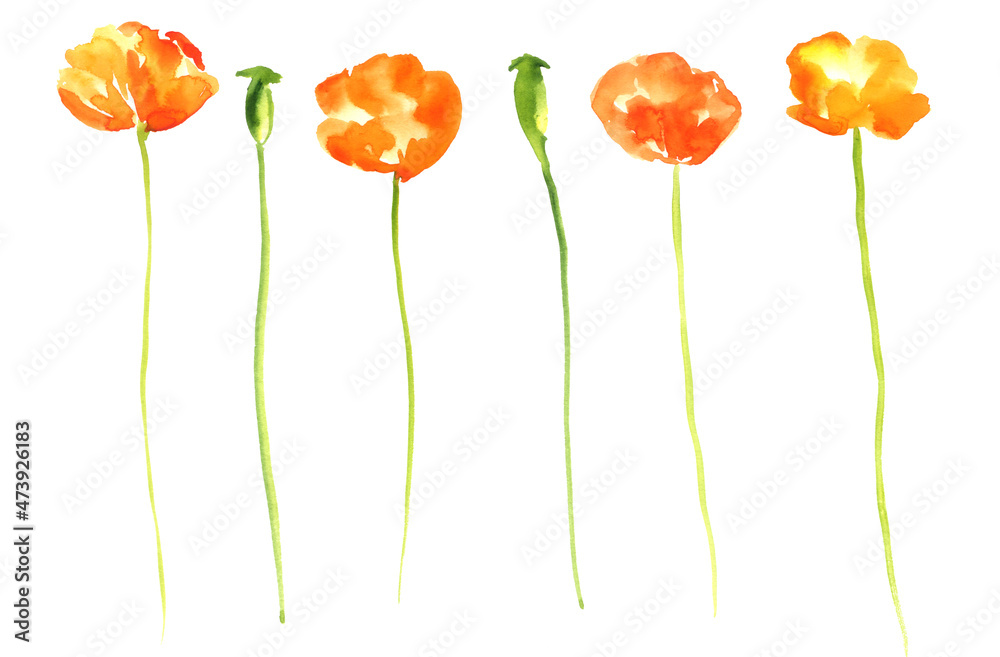 orange poppies, watercolor drawing wild flowers, Eschscholzia ...