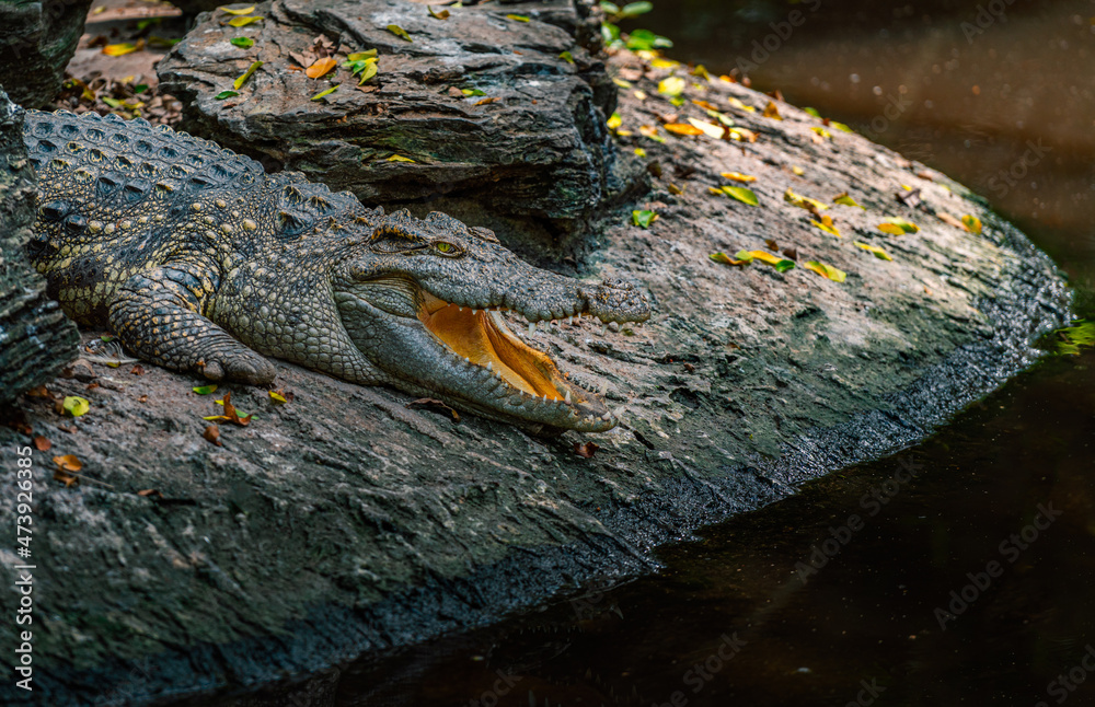 Beautiful Alligator sunbathing at the swamp, opened mouth, view side of ...