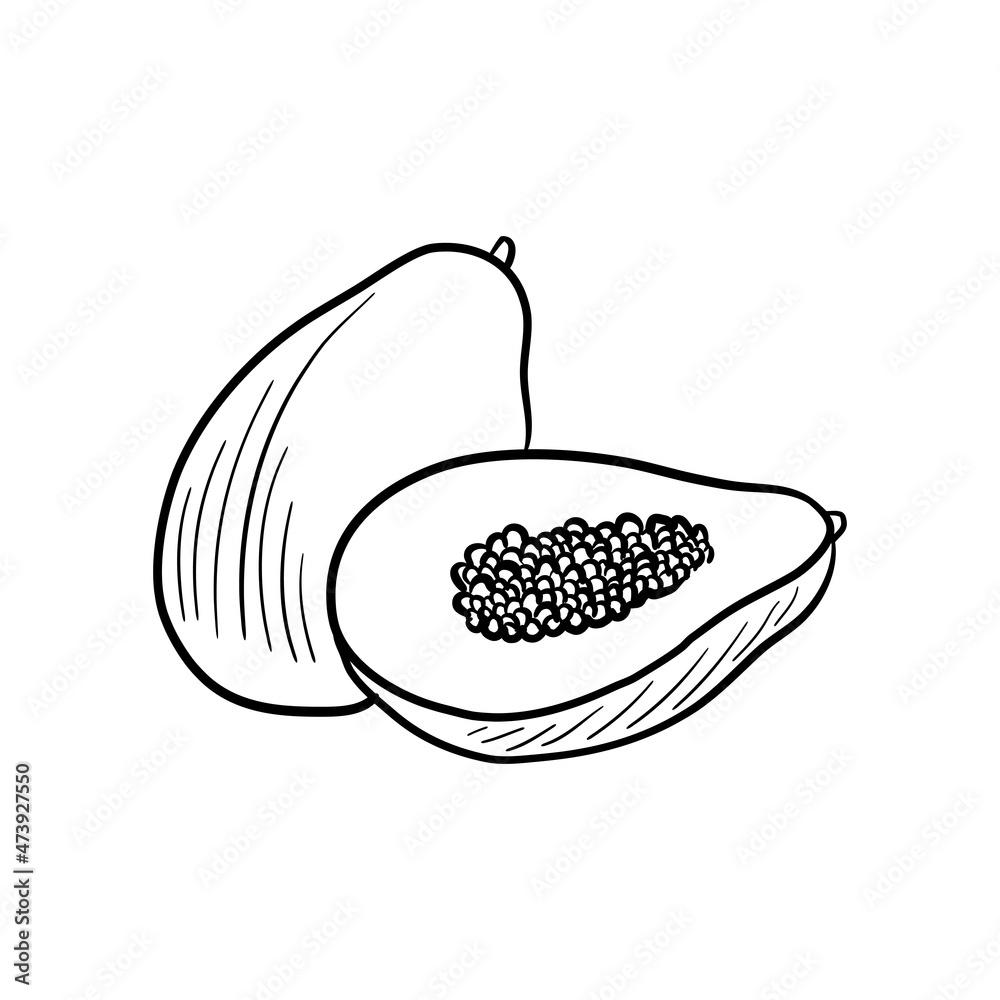 papaya, vector drawing sketch of fruit isolated at white background ...