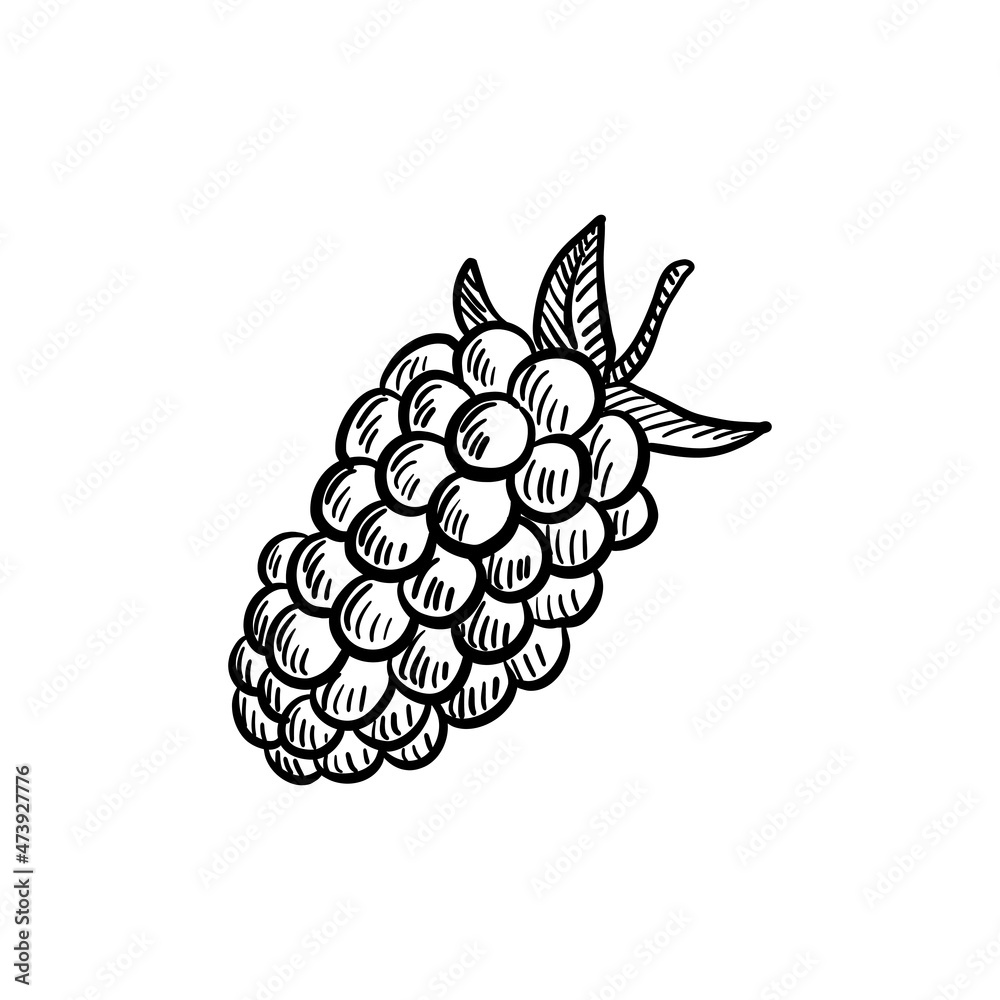 boysenberry, vector drawing sketch of berry isolated at white ...