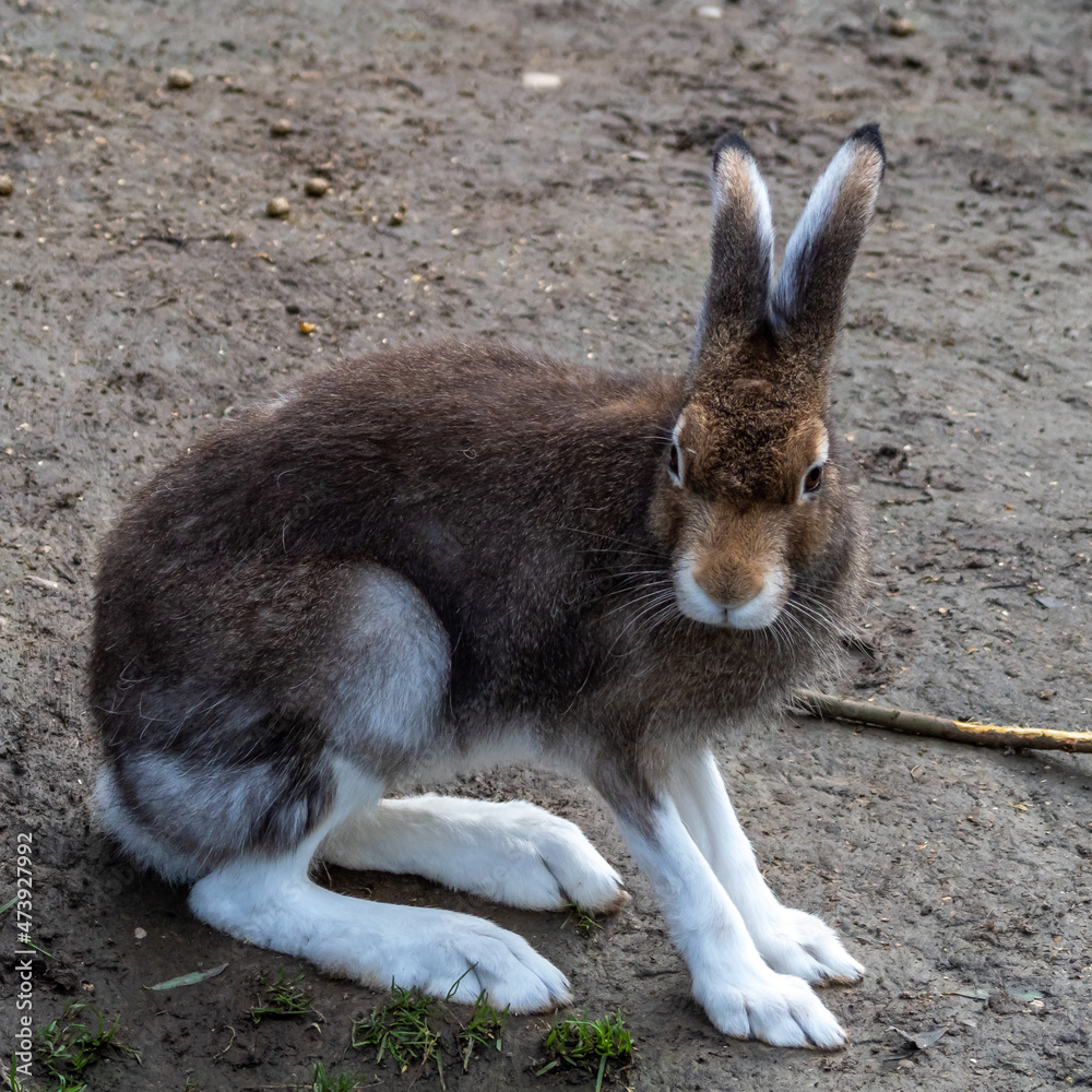 Mountain hare, Lepus timidus, also known as the white hare. Stock Photo ...