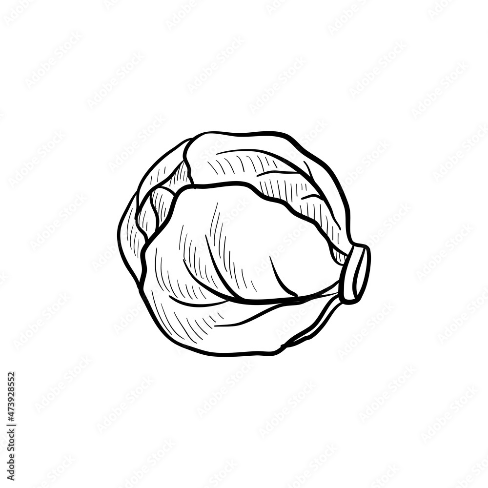 head of cabbage, vector drawing sketch of vegetable isolated at white ...