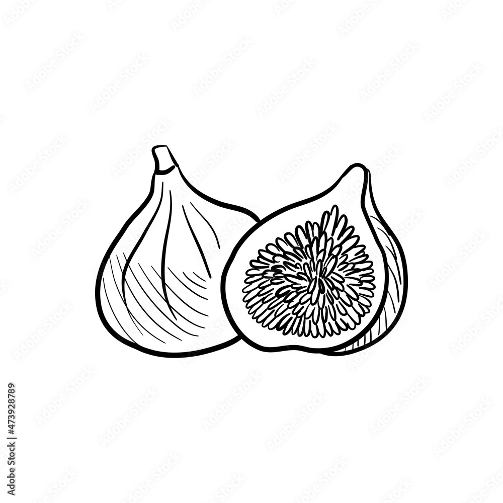 figs, vector drawing sketch of fruits isolated at white background ...
