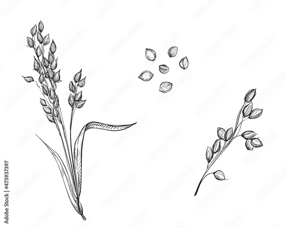 Hand drawn sketch black and white set of millet, grain, leaf. Vector ...