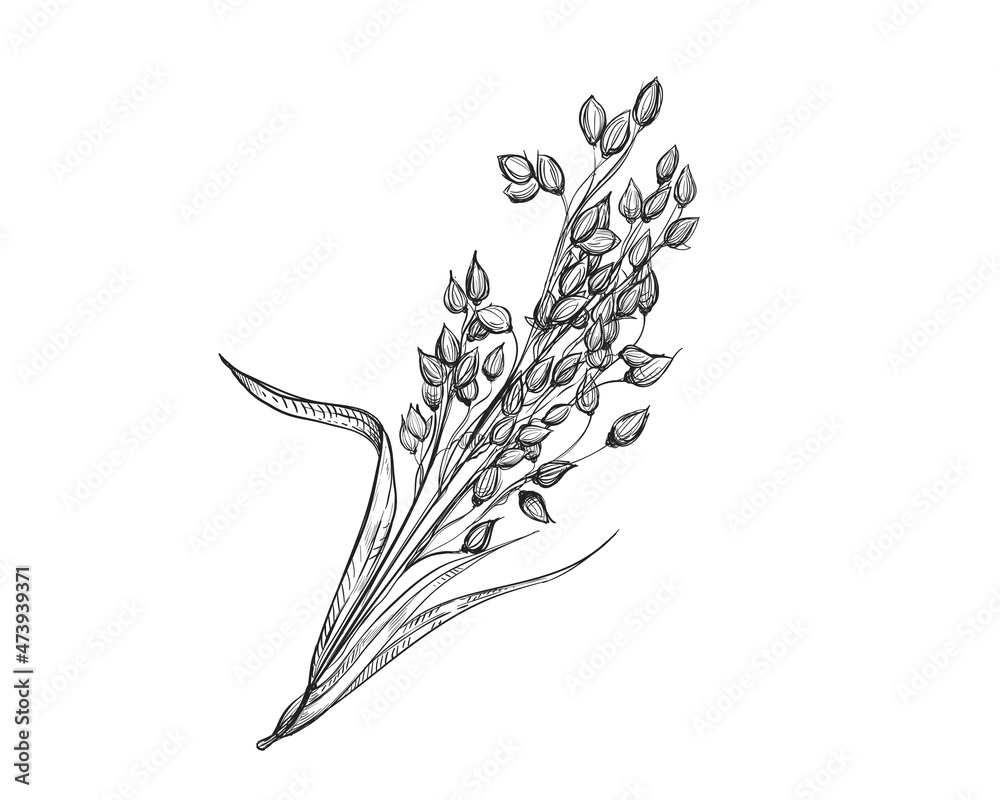Hand drawn sketch black and white set of millet, grain, leaf. Vector ...