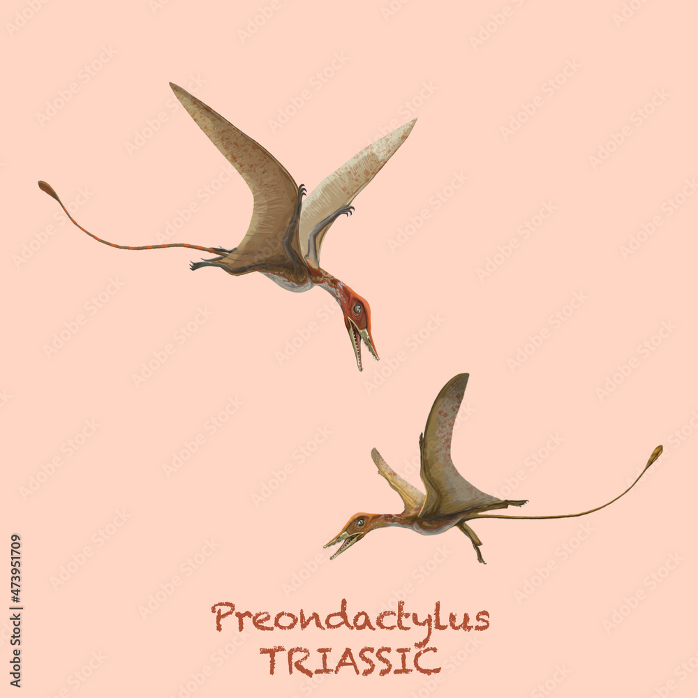 Preondactylus