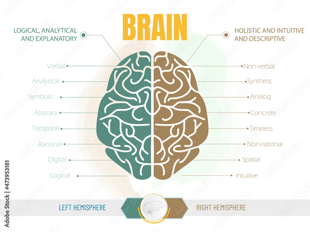 Infographic of the functions of each hemisphere of the brain. Left ...