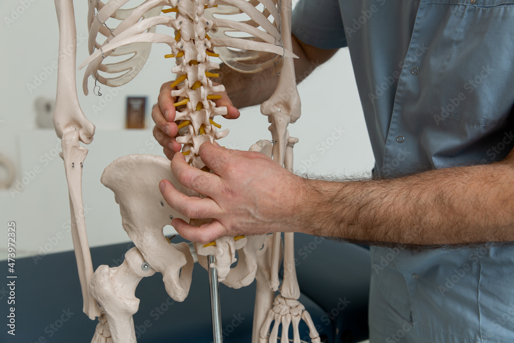 Doctor man pointing on spine of human skeleton anatomical model ...