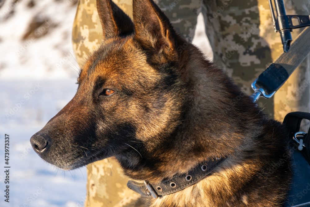 Police Dog Breeds Belgian Malinois