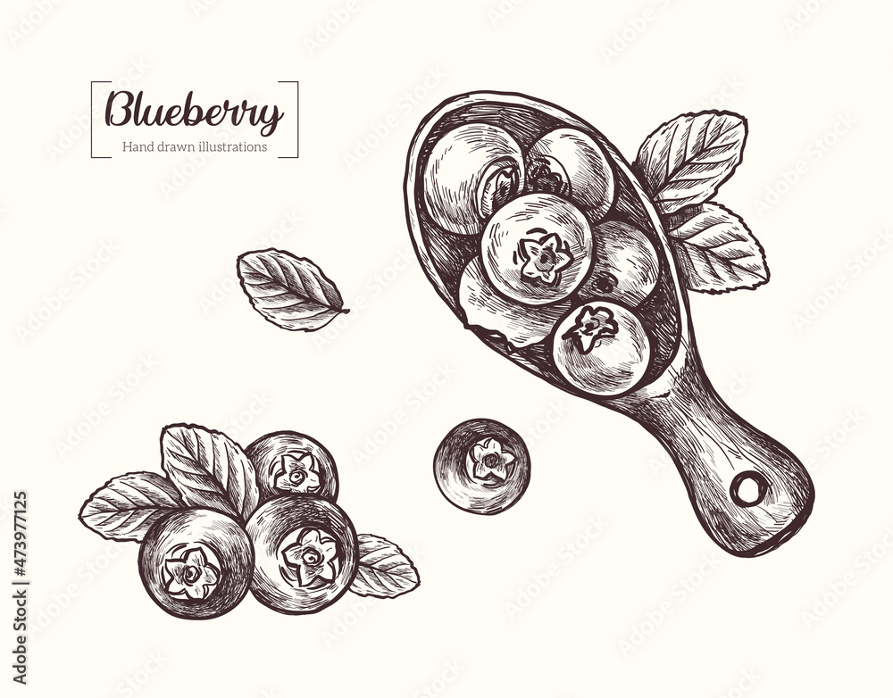 Blueberry. Vector hand drawn illustration in vintage engraved style ...