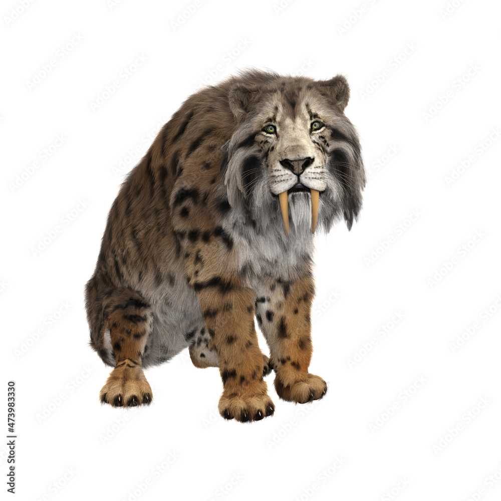 3D rendering of a Smilodon, the extinct pre-historic Sabre-tooth Stock ...