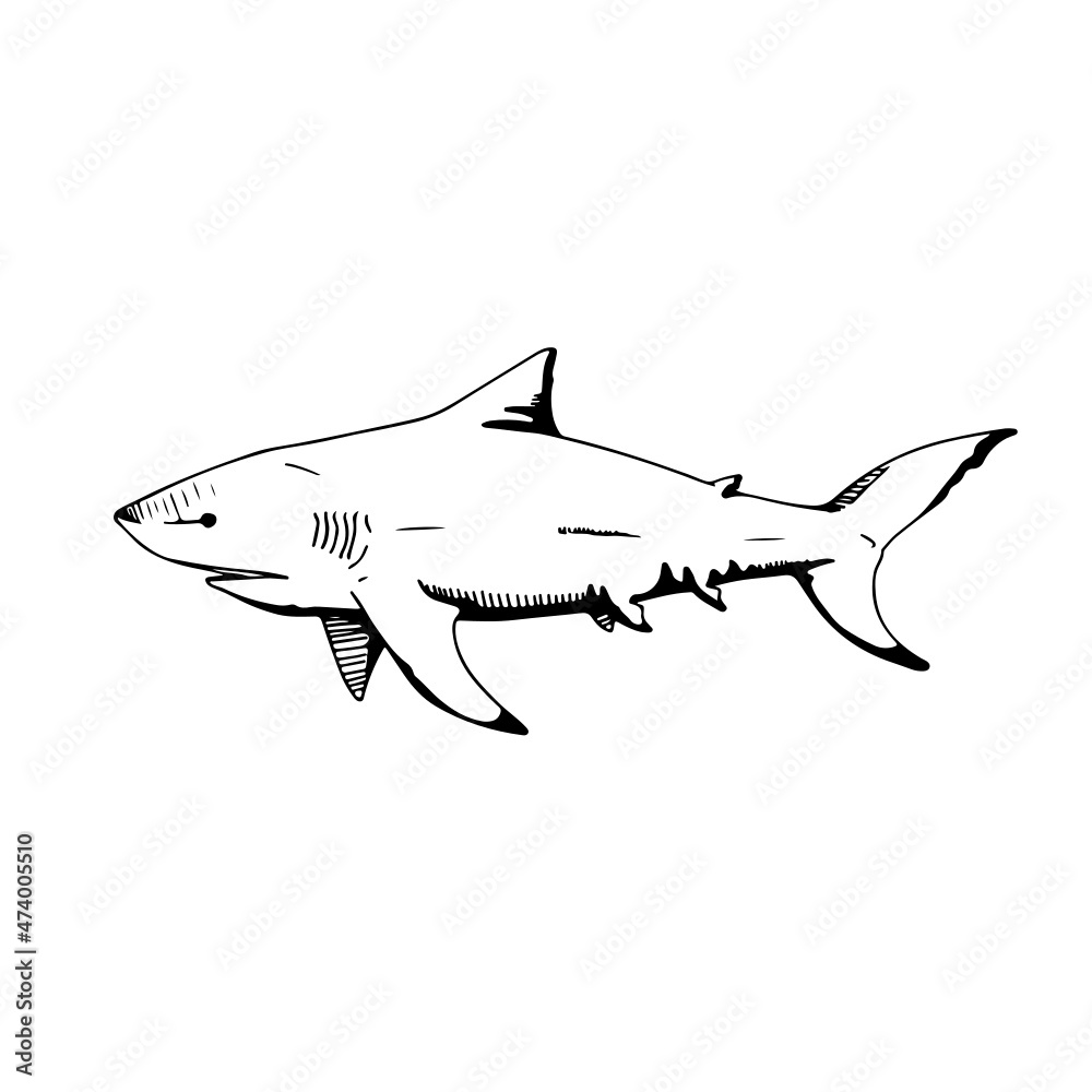 Shark Fish Marine Animal Line Art Silhouette Design Element Art SVG EPS ...
