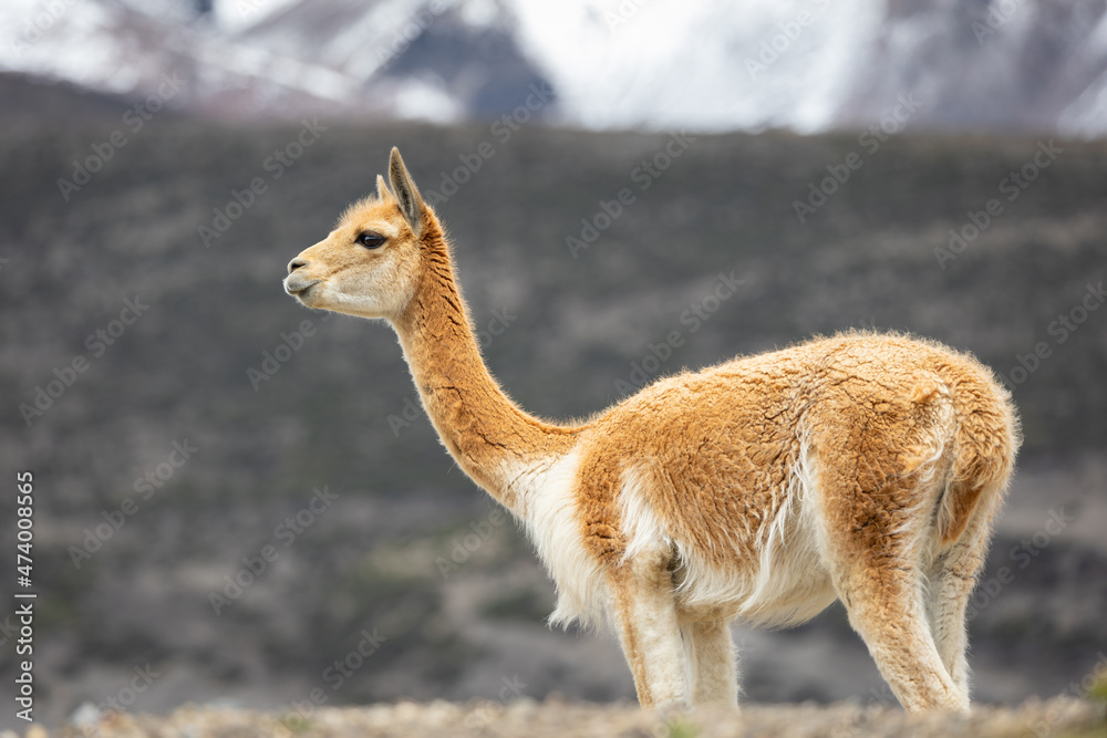 Profile of a Vicuna Stock Photo | Adobe Stock