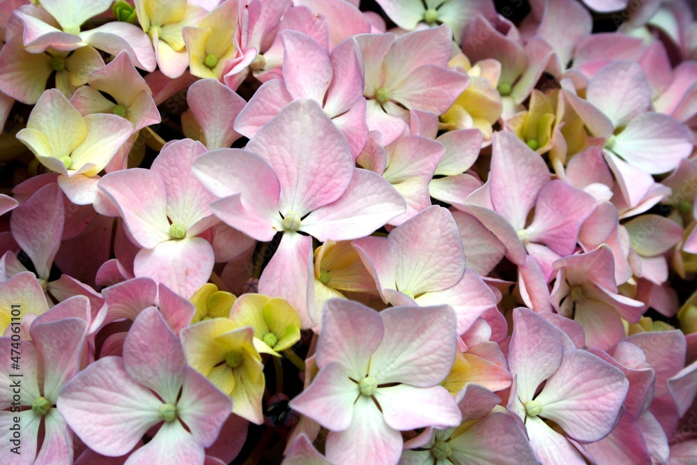 Flor de Hortensia, Hydrangea arborescens, tupida en forma de pompòm, es ...