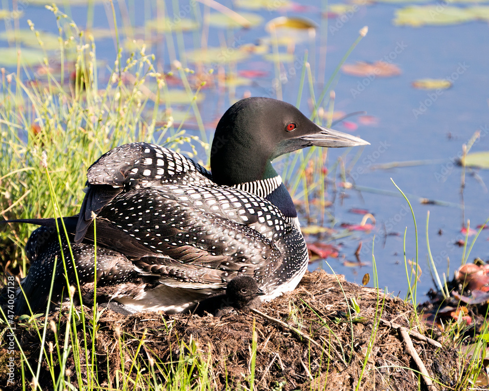 Common Loon Photo. Loon with one day baby chick under her feather wings ...