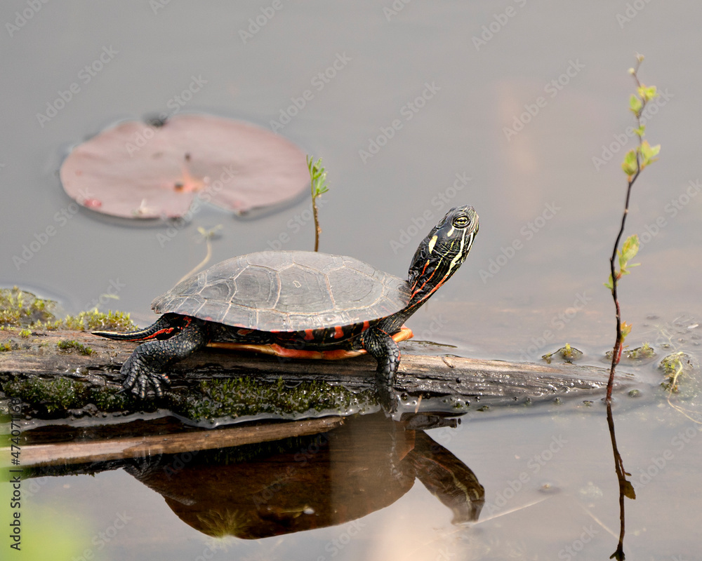 Turtle Photo Stock. Painted turtle on a log in the pond with lily pads ...
