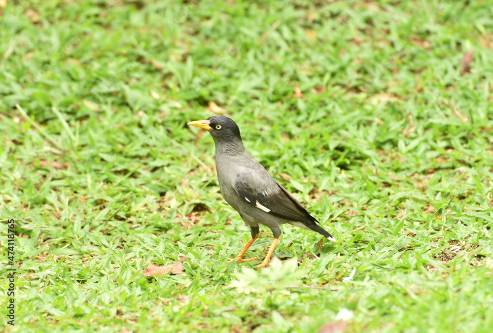 Acridotheres javanicus, The Javan myna, also known as the white vented ...