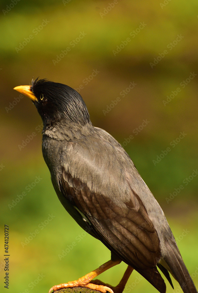 Acridotheres javanicus, The Javan myna, also known as the white vented ...