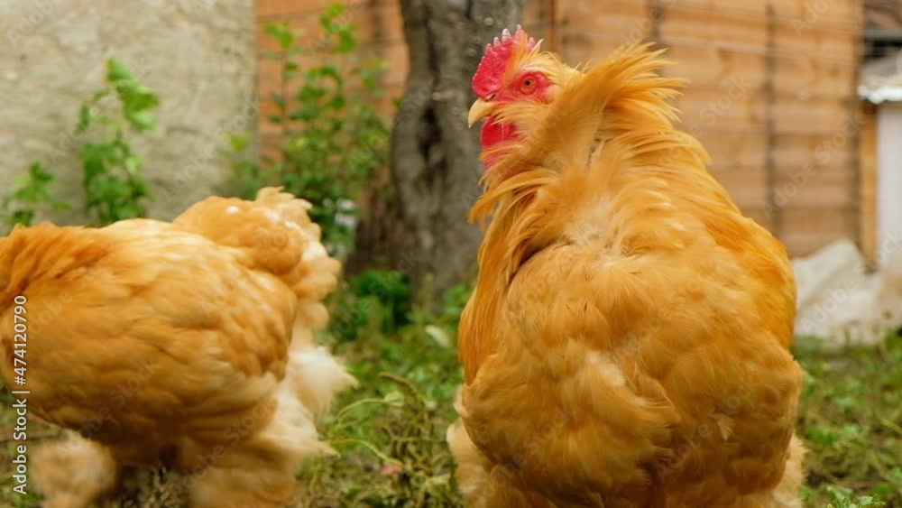 Purebred chickens walk free-range on a sunny summer day. Poultry ...
