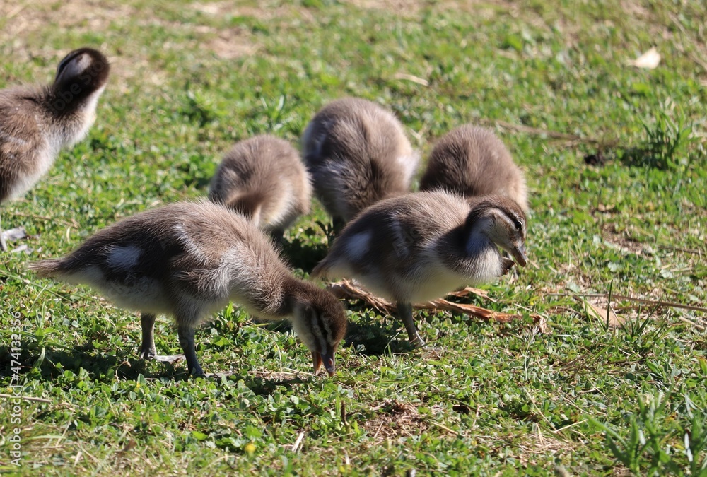 The Australian wood duck, maned duck or maned goose (Chenonetta jubata ...